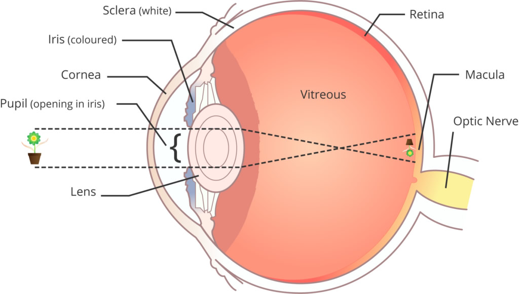 Retina South Africa How The Eye Works